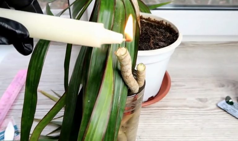Come curare la Dracena e moltiplicarla con il fusto | Ohga!