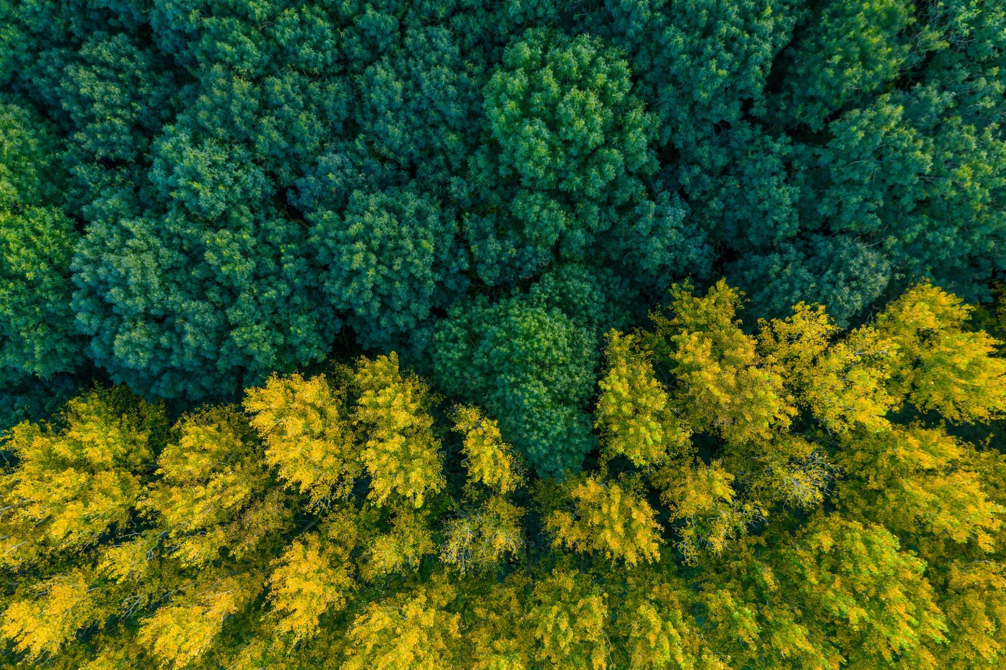 Le 10 foreste più belle d'Italia | Ohga!