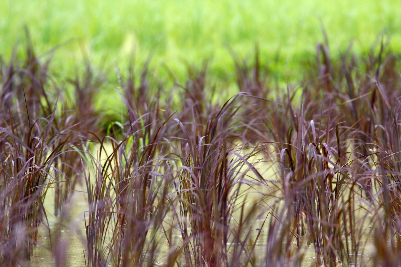 Riso venere: proprietà, benefici e usi | Ohga!