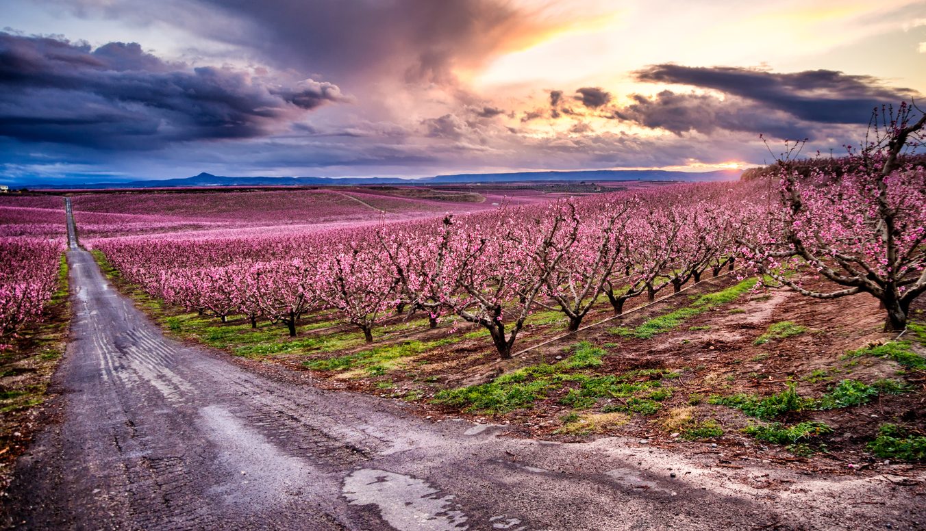 Fiori di pesco: significato, storia e quando sbocciano | Ohga!