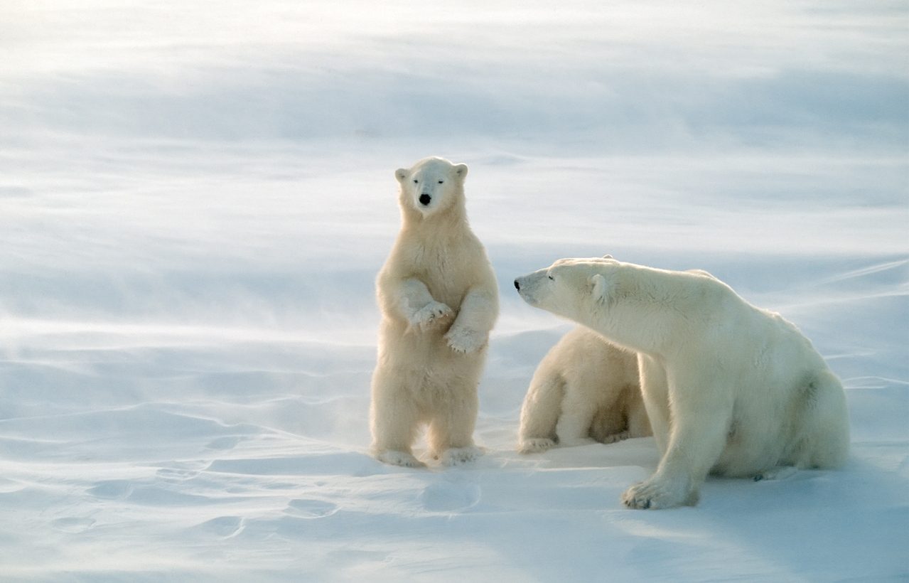 Giornata mondiale dell'orso polare: 10 curiosità che non sapevi su ...