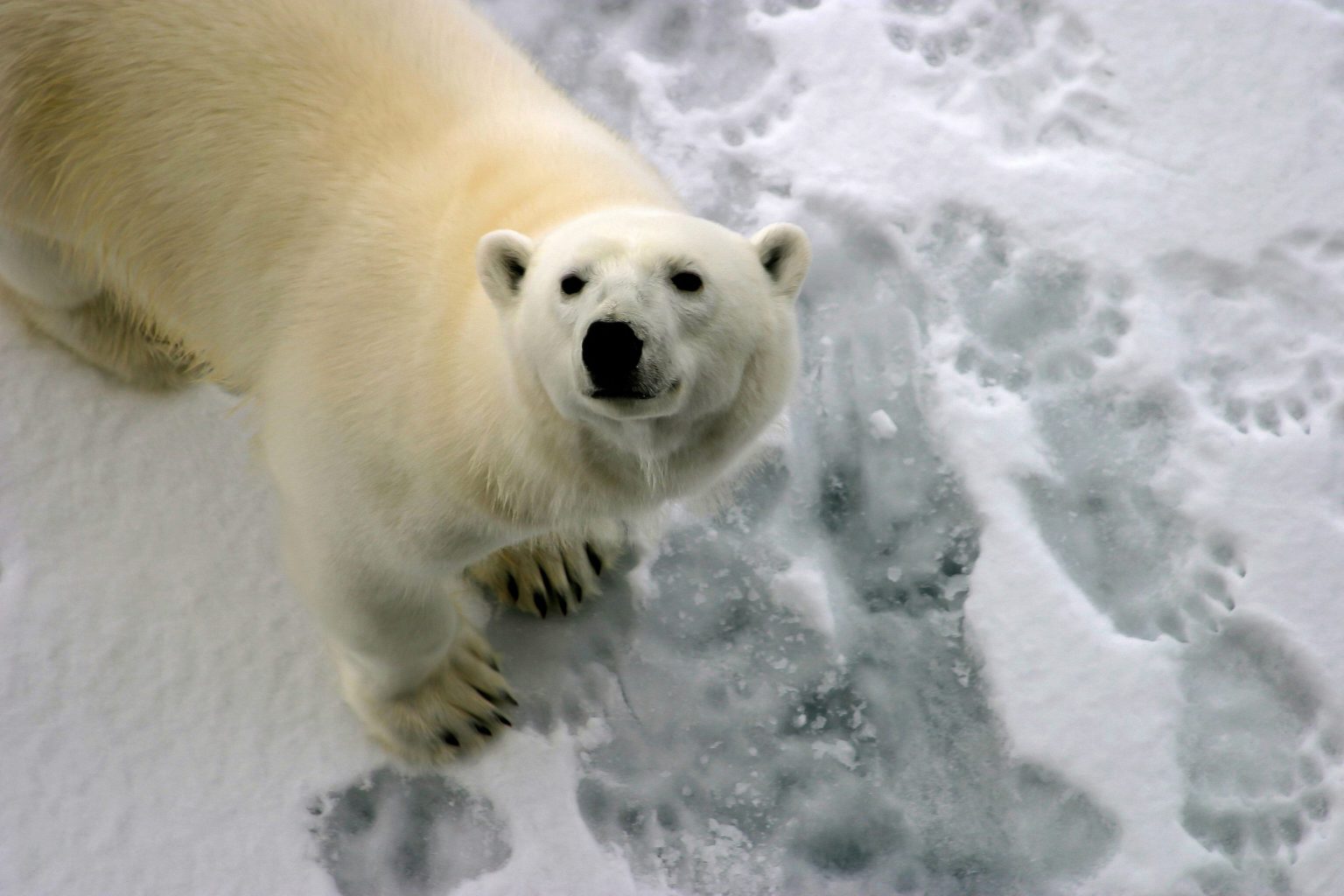 Giornata mondiale dell'orso polare: 10 curiosità che non sapevi su ...