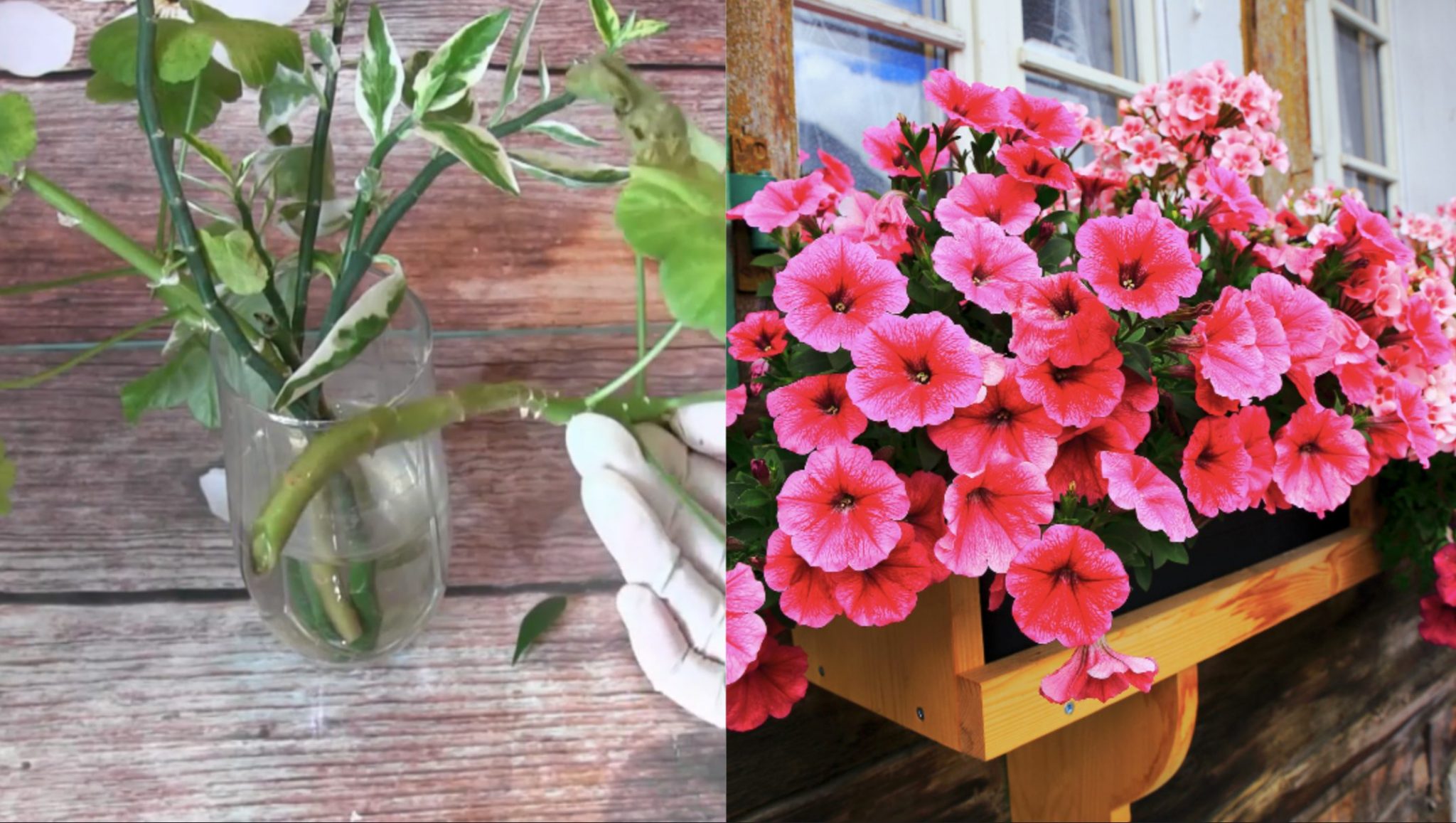 Come riprodurre i gerani tramite le talee | Ohga!