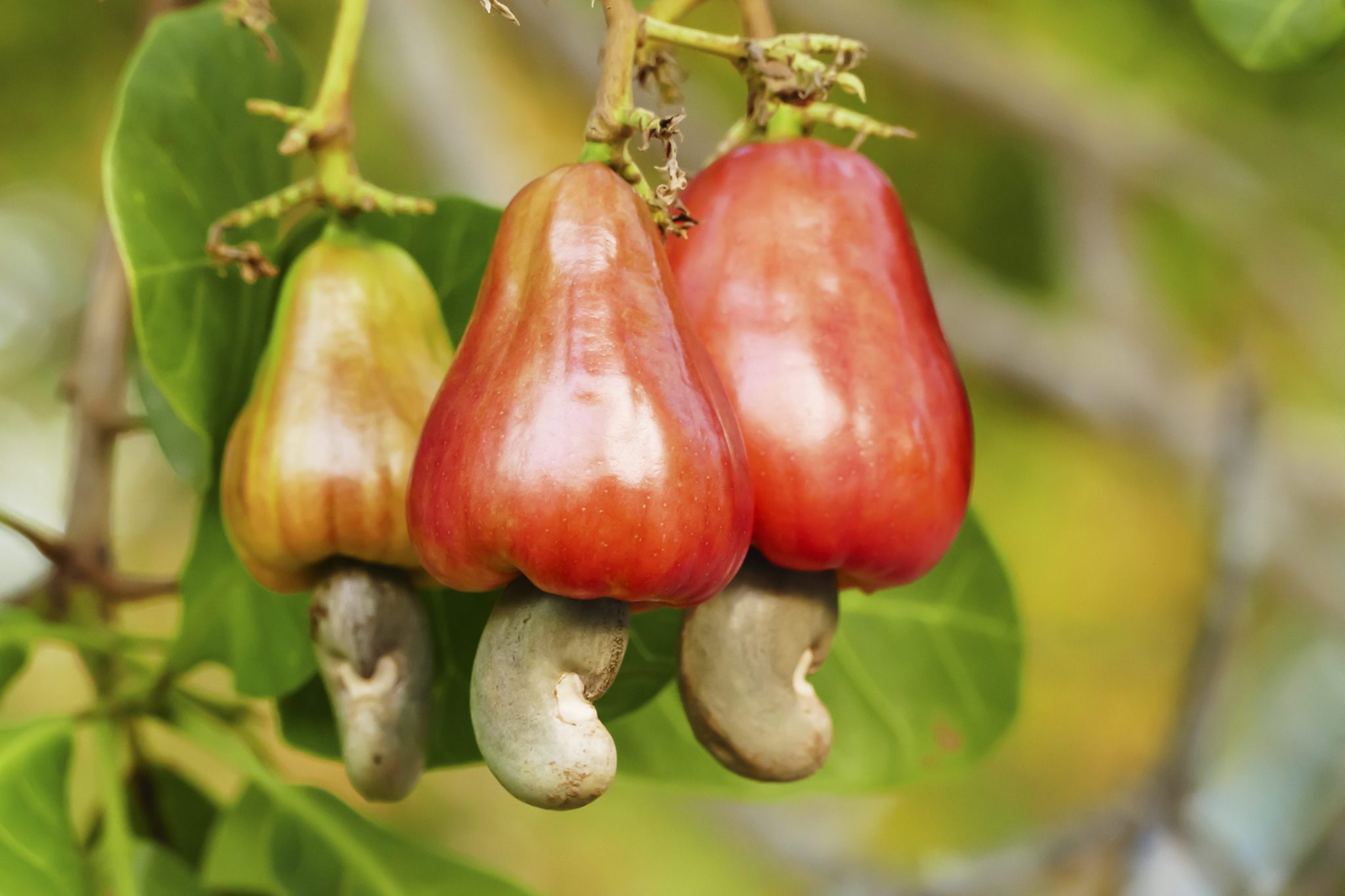 Anacardi: proprietà, benefici e usi in cucina | Ohga!