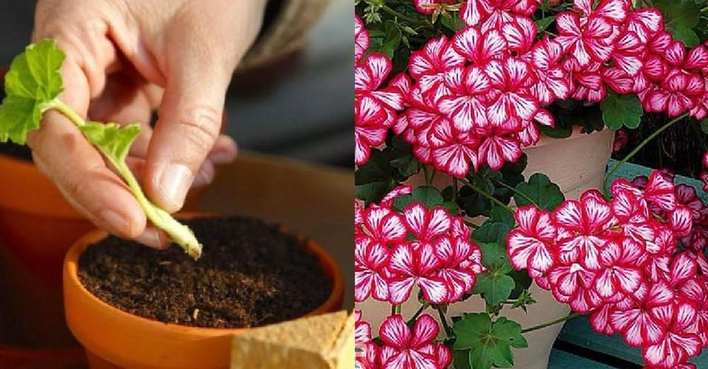 Come riprodurre i gerani tramite le talee | Ohga!