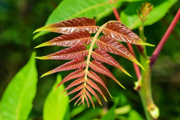 Ailanto: caratteristiche della pianta infestante e come eliminarla | Ohga!