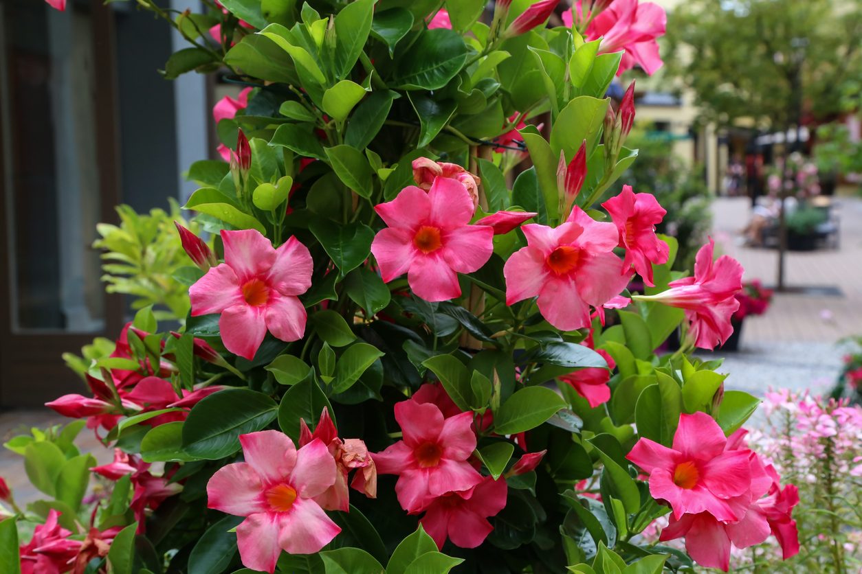 Do you know dipladenia? Here are all the tips for growing it on your ...