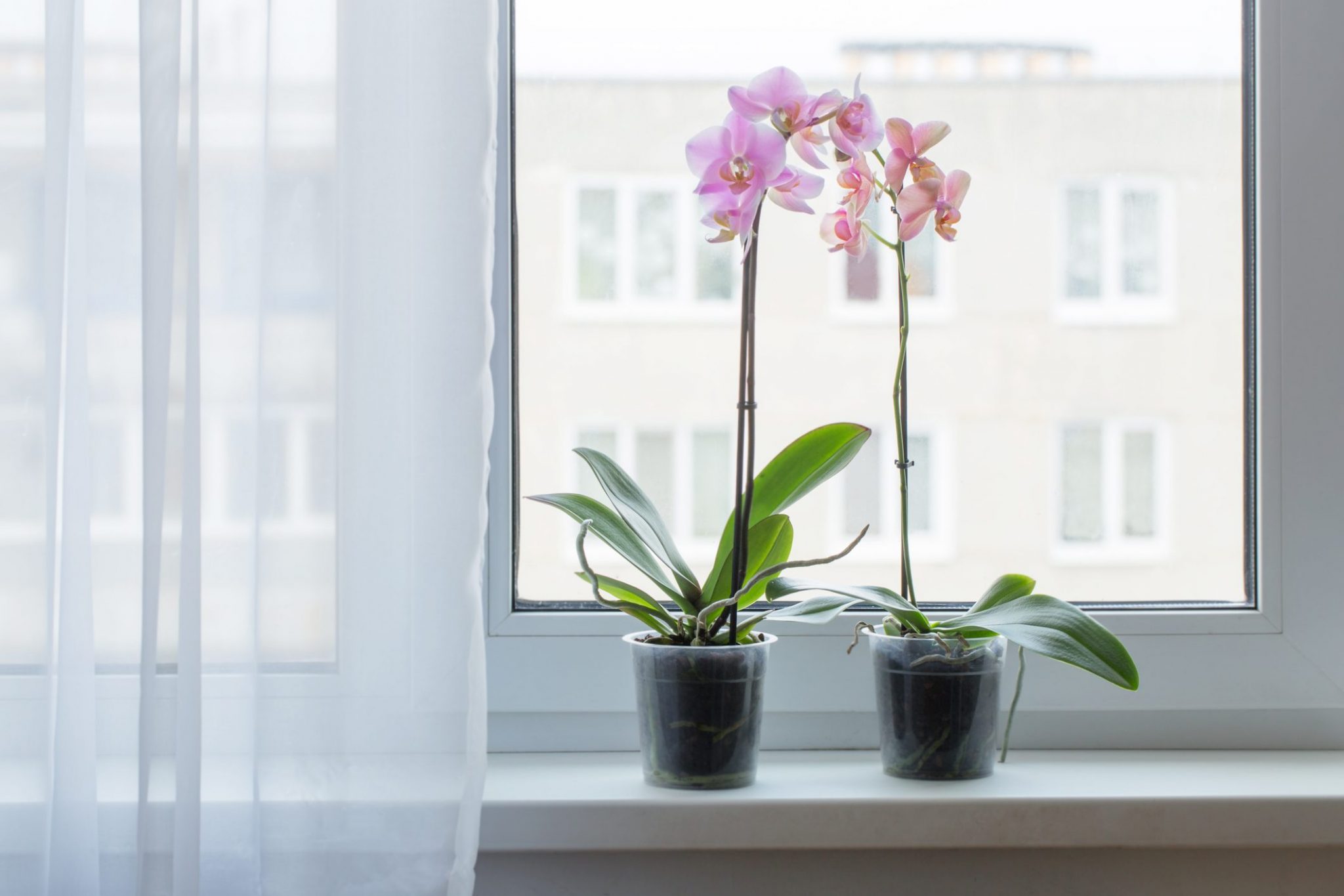 Come prendersi cura dell'orchidea Phalaenopsis e come farla prosperare ...