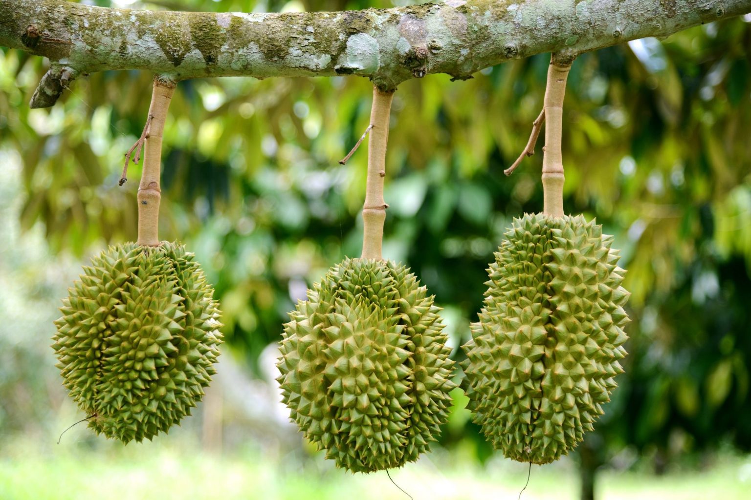 Durian: proprietà, benefici e usi in cucina | Ohga!