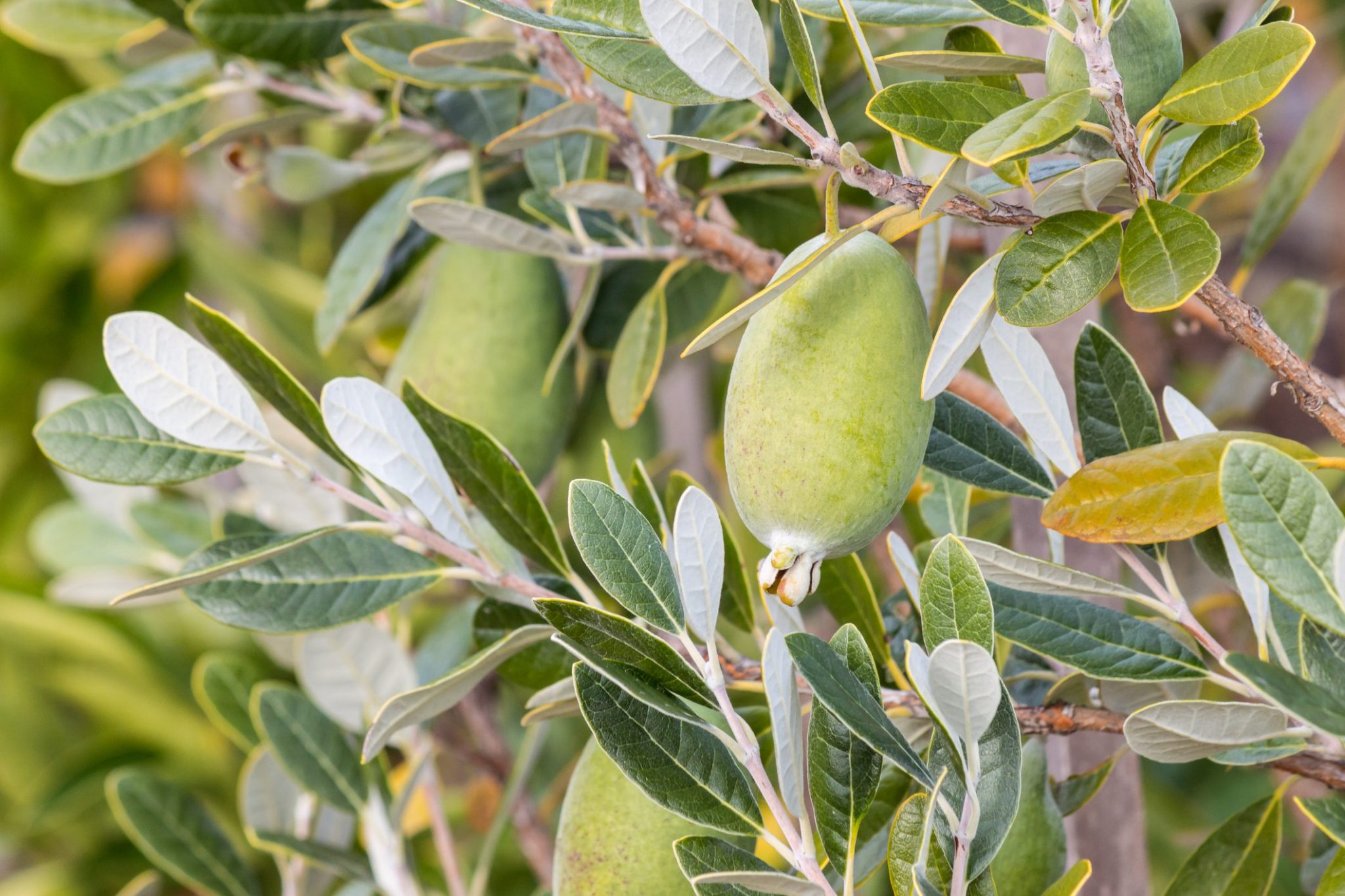 Feijoa: i valori nutrizionali, le proprietà e gli usi | Ohga!