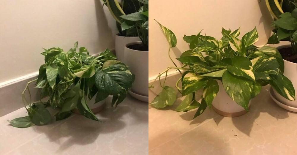 Come coltivare il pothos in casa: come prendersene cura e la ...