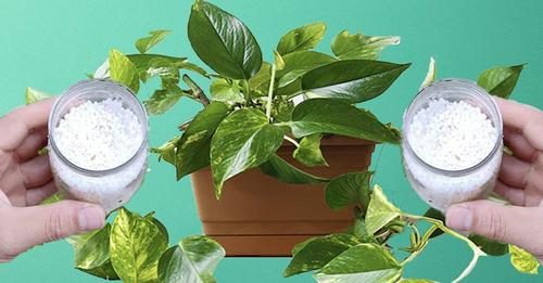 Come coltivare il pothos in casa: come prendersene cura e la ...