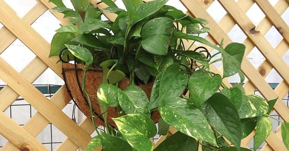 Come coltivare il pothos in casa: come prendersene cura e la ...
