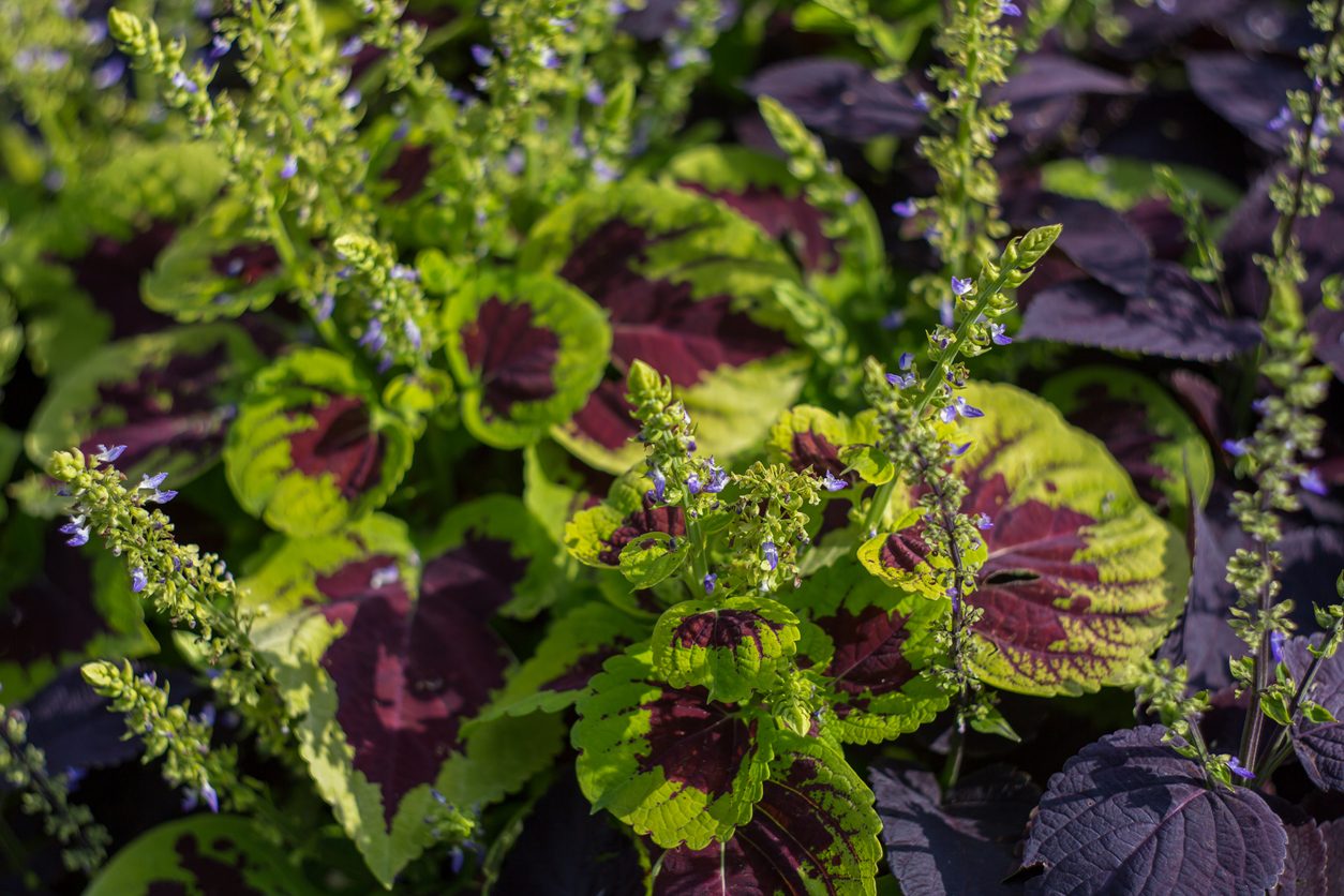 Coleus: varietà e come si coltiva | Ohga!