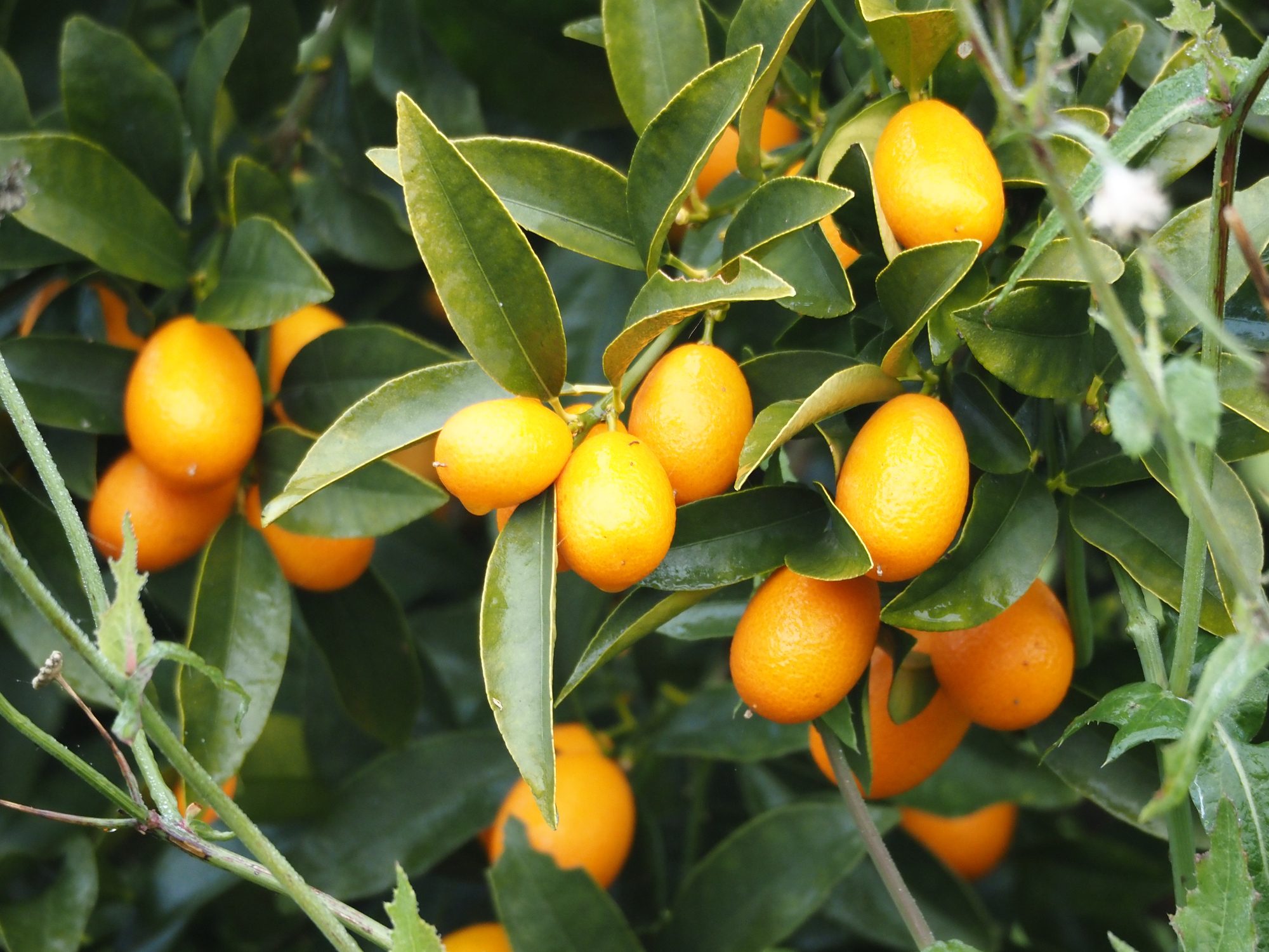 Mandarini cinesi: proprietà, benefici e usi in cucina | Ohga!