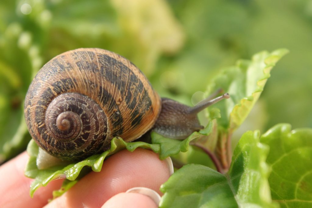 Come allontanare le lumache dal giardino in modo naturale: rimedi ...