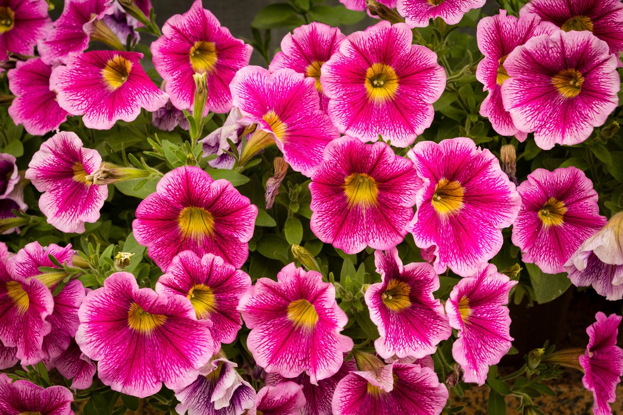 Surfinia: coltivazione e cura | Ohga!