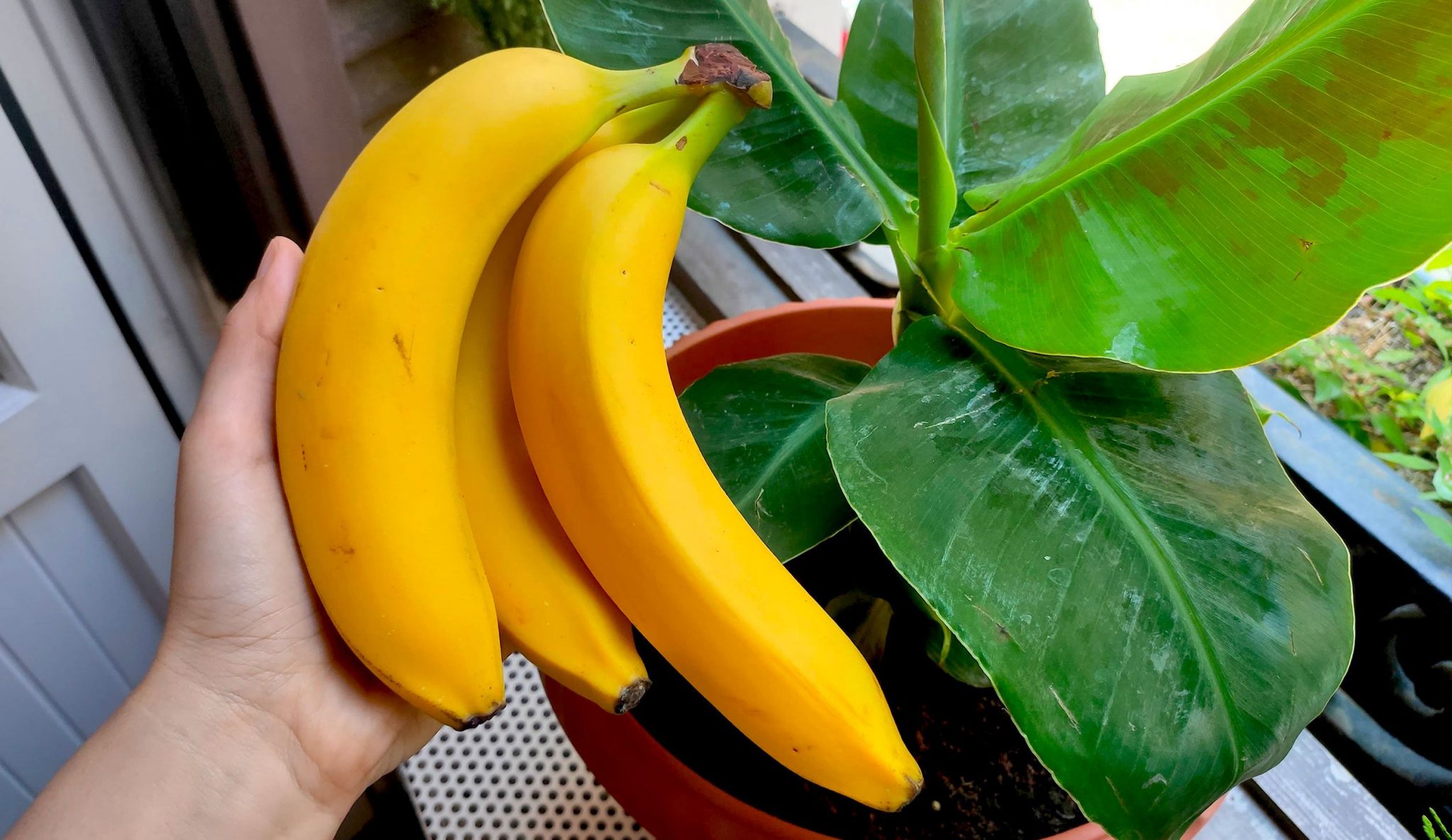 Come coltivare il banano in casa: i consigli per crescere il banano ...