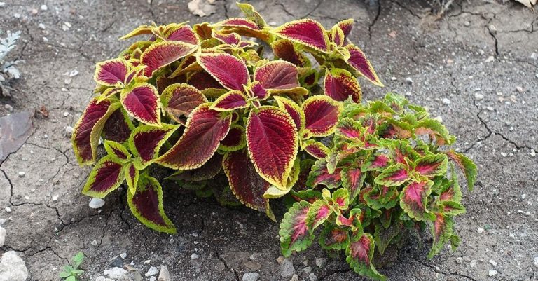 Coleus: varietà e come si coltiva | Ohga!