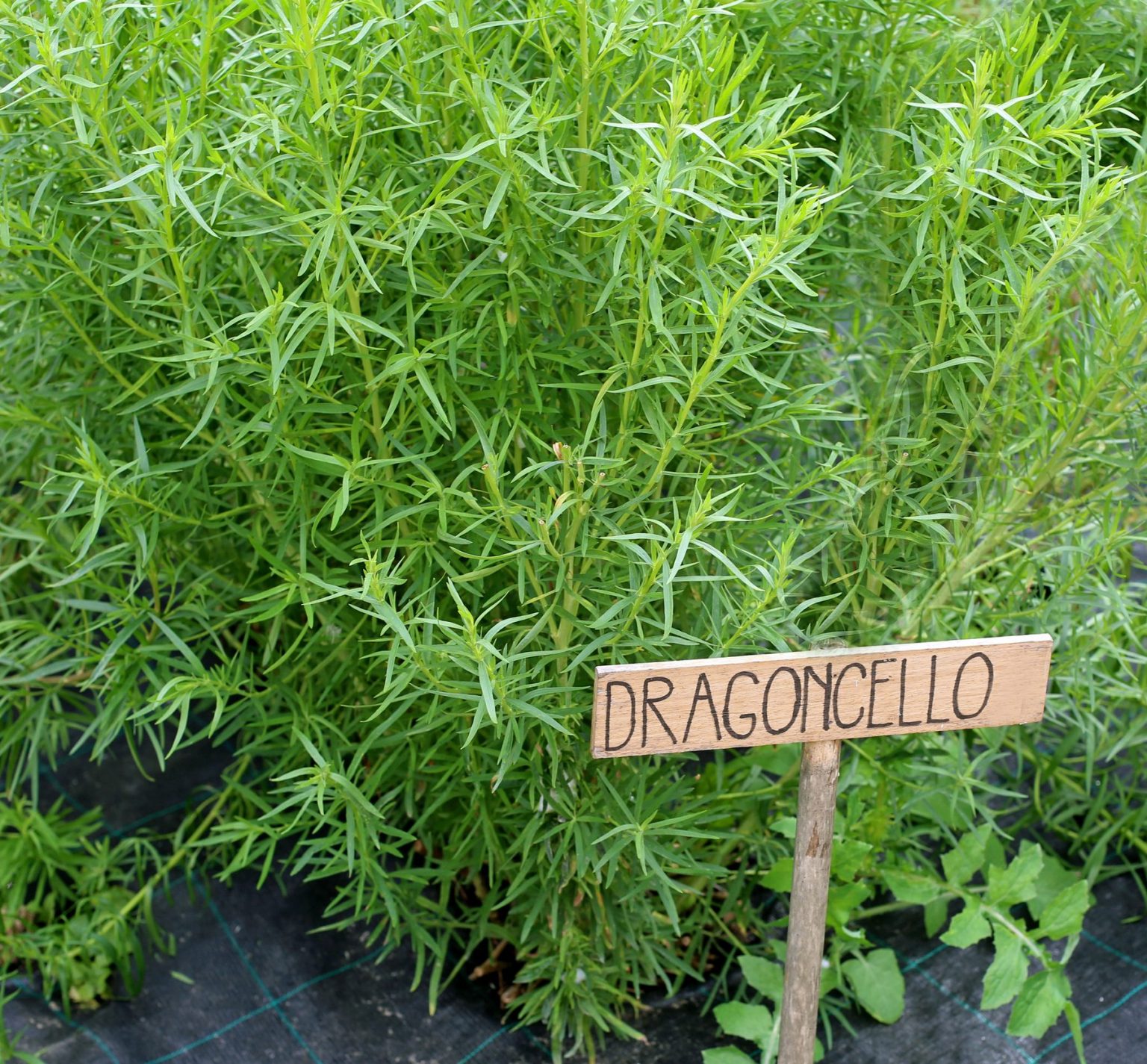 Le proprietà del dragoncello, il re delle erbe | Ohga!