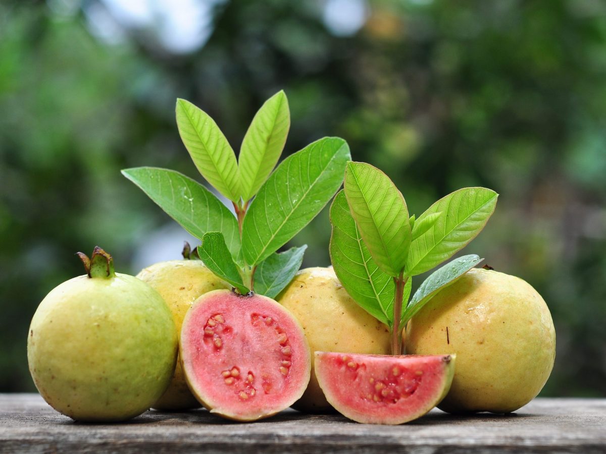 Guava: proprietà e benefici (di frutto e foglie) | Ohga!