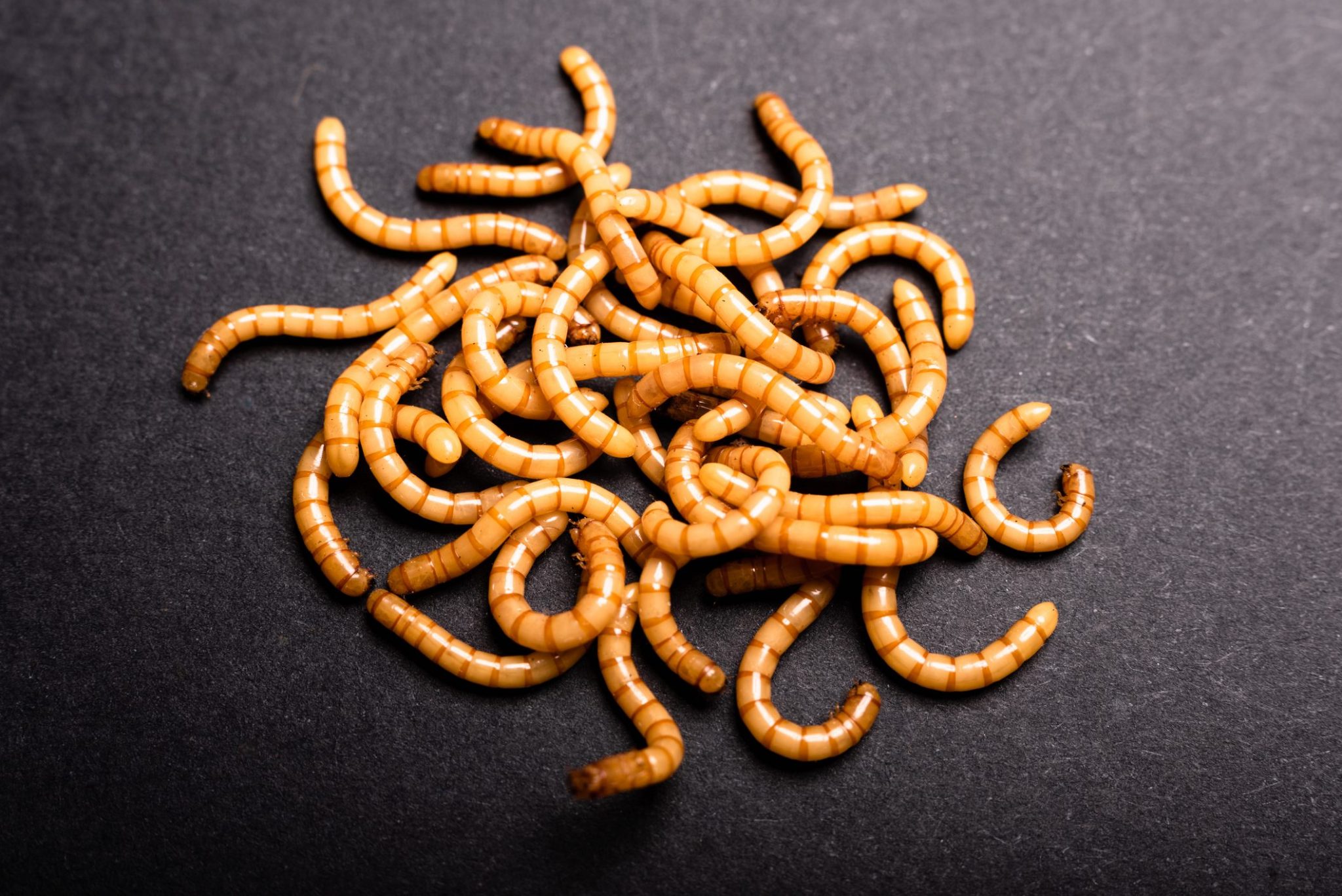 Le tarme della farina arrivano a tavola, per davvero: l'Efsa ci ha ...