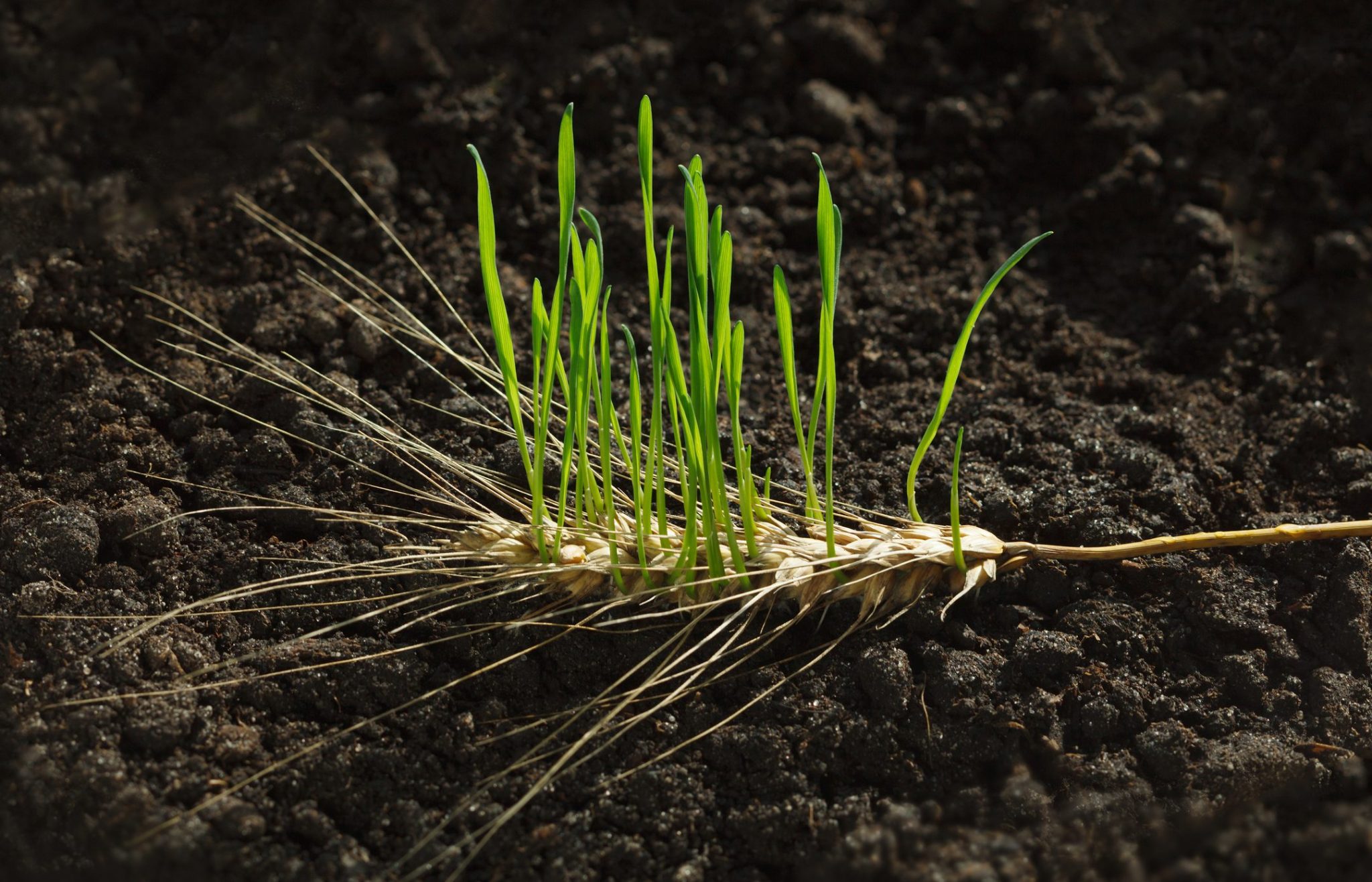 Zizzania: origini e rischi | Ohga!