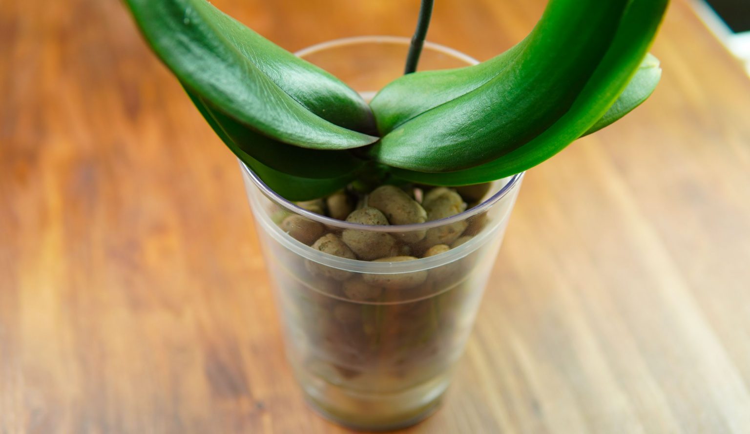 Come coltivare l'orchidea senza terriccio: come preparare i vasi per l ...