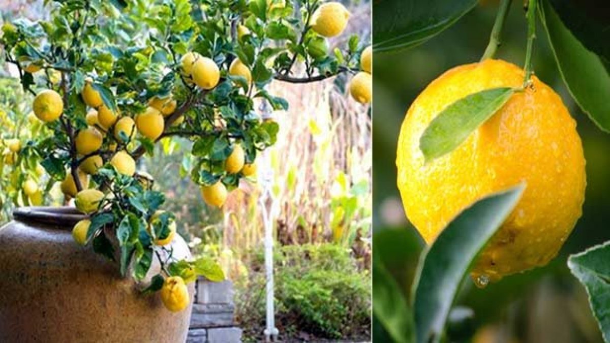 Come coltivare l'albero di limoni in casa a costo zero con il seme del ...