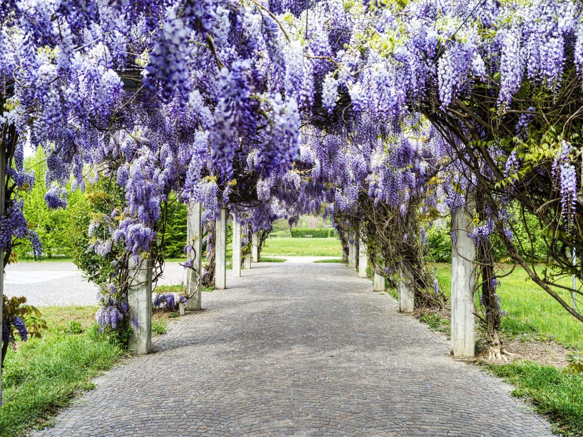Dove si può ammirare la fioritura del glicine nelle città italiane? | Ohga!