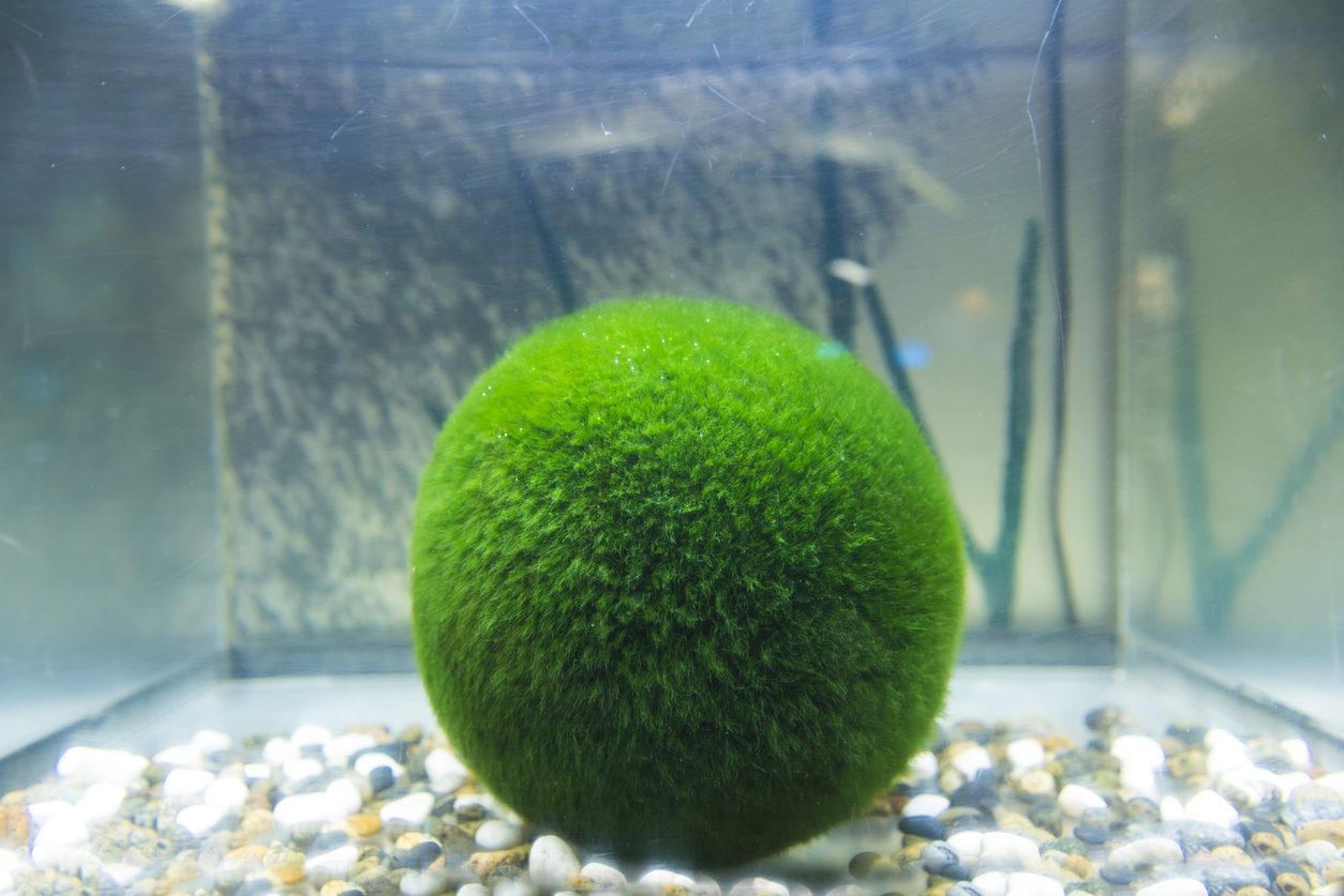 Come si cura il marimo, l'alga giapponese che che diventa un ...