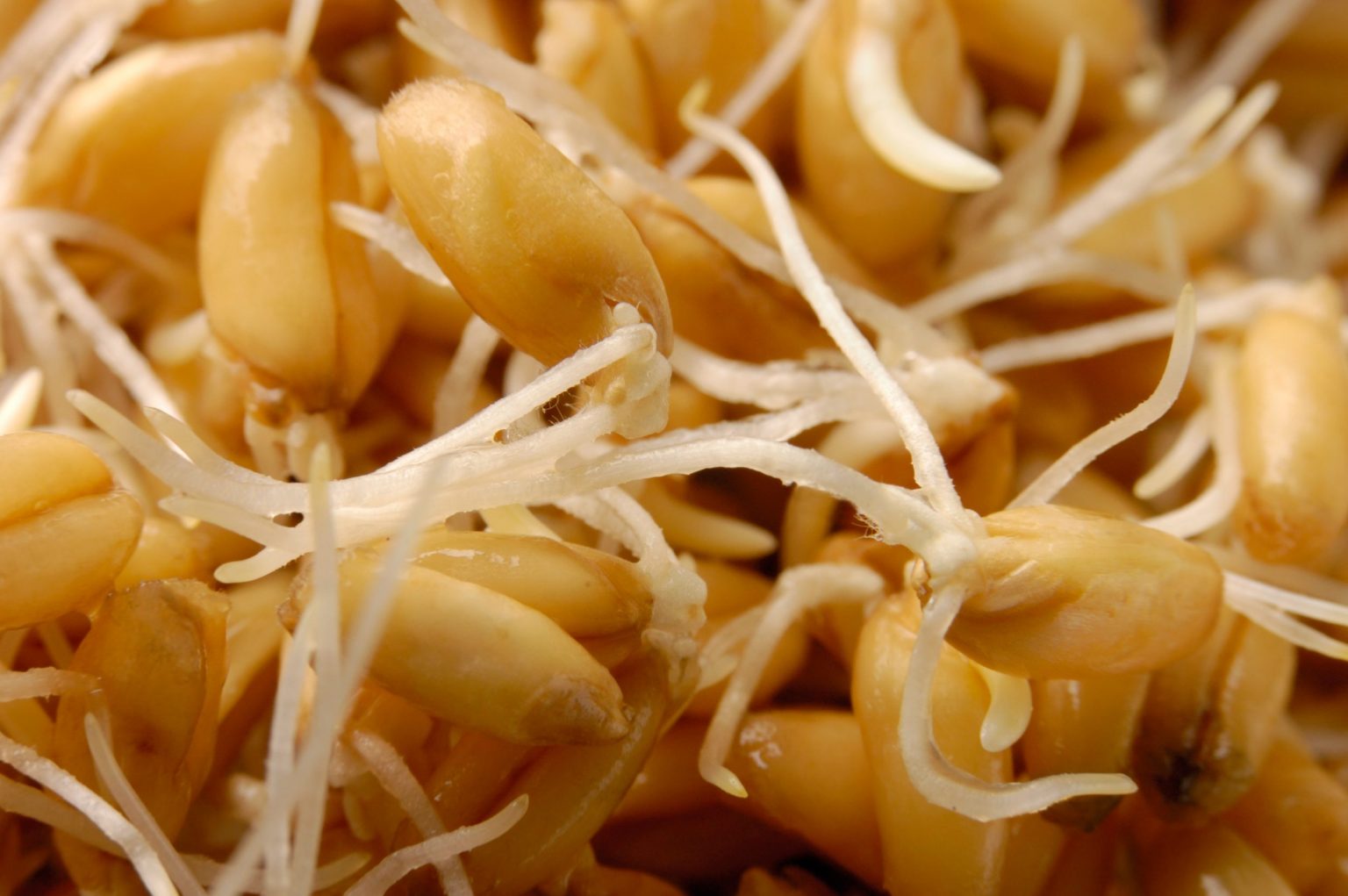 Germe di grano: proprietà, benefici e dove si trova | Ohga!