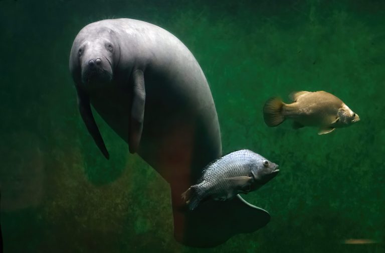 Lamantino: habitat, cosa mangia e perché rischia l'estinzione | Ohga!