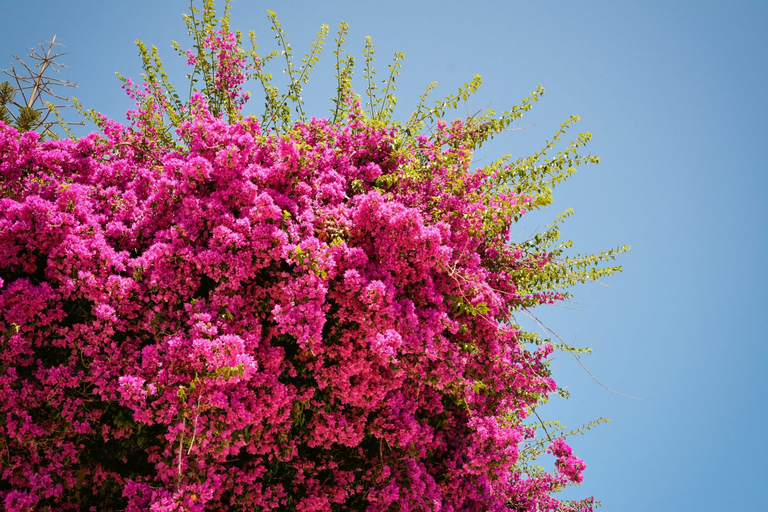 Do you love the colors of bougainvillea? Learn how to grow it in pots ...