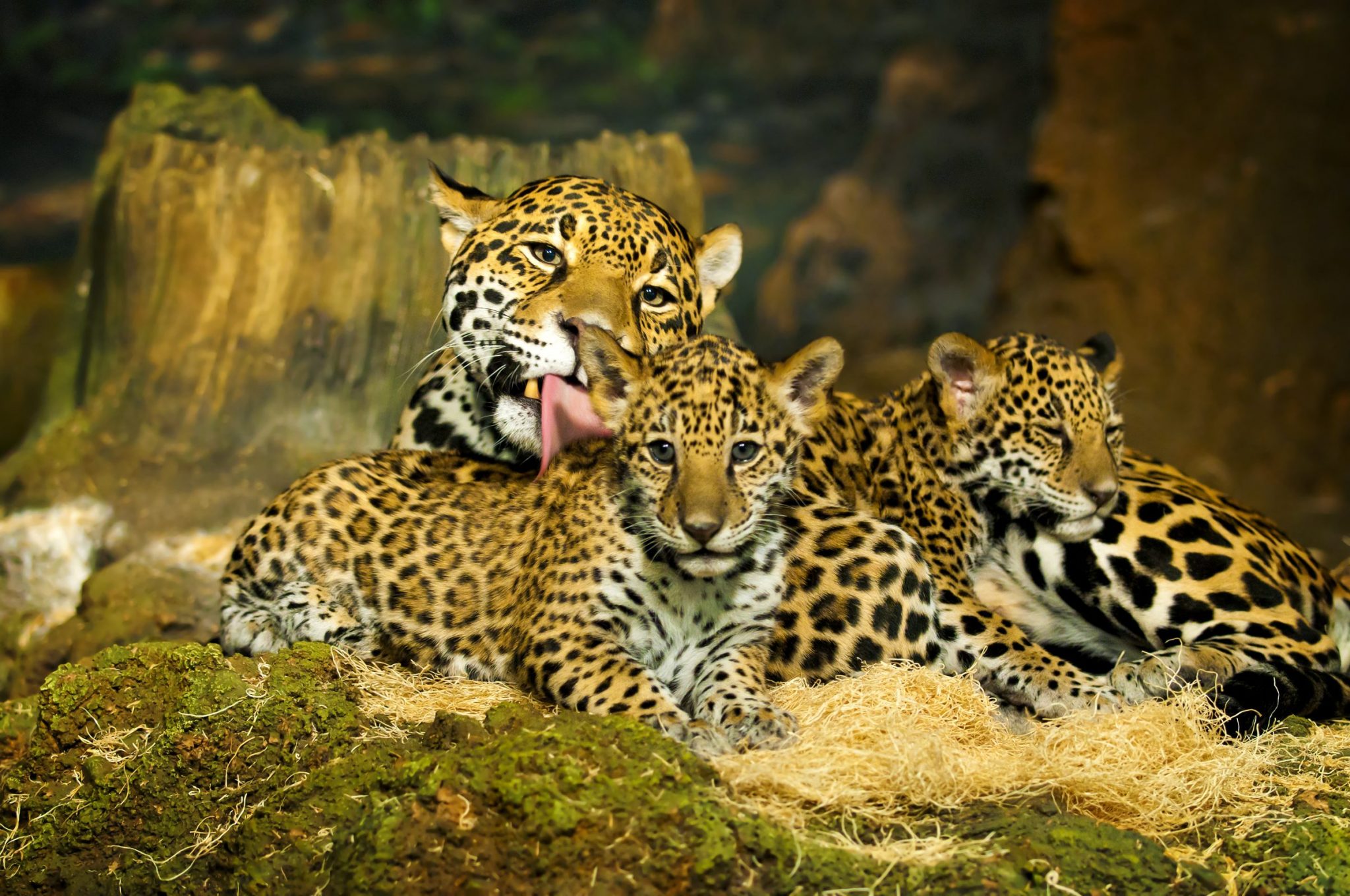 Giaguaro: habitat, caratteristiche e la minaccia dell'uomo | Ohga!