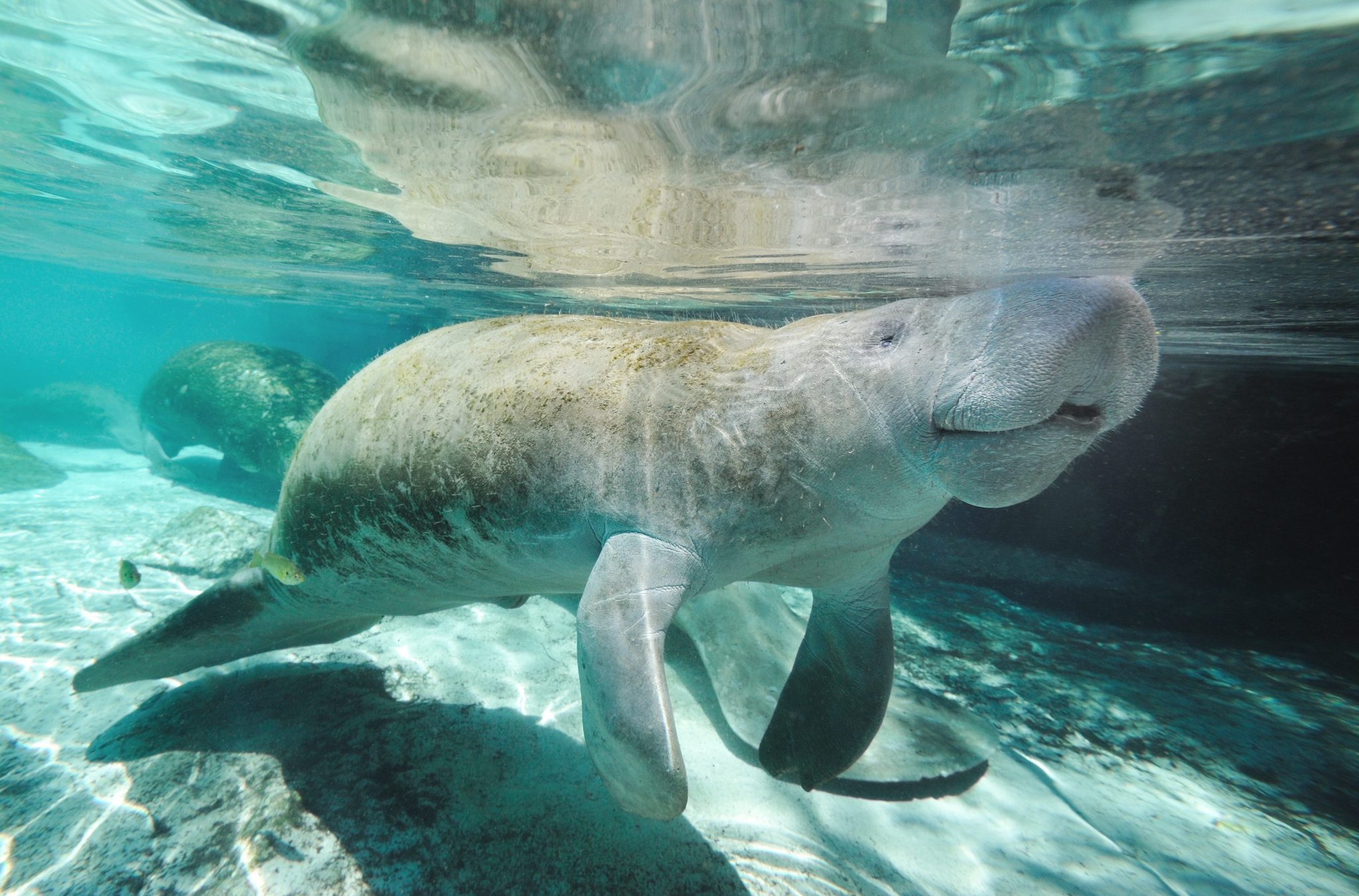 Lamantino: habitat, cosa mangia e perché rischia l'estinzione | Ohga!
