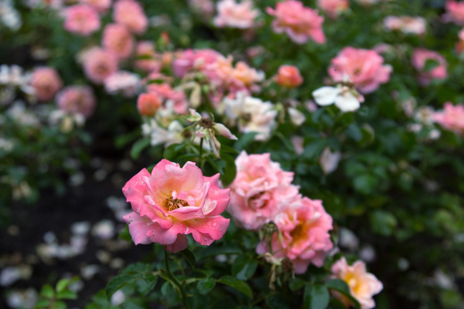 Potatura delle rose: come e quando potarle per farle crescere bene | Ohga!