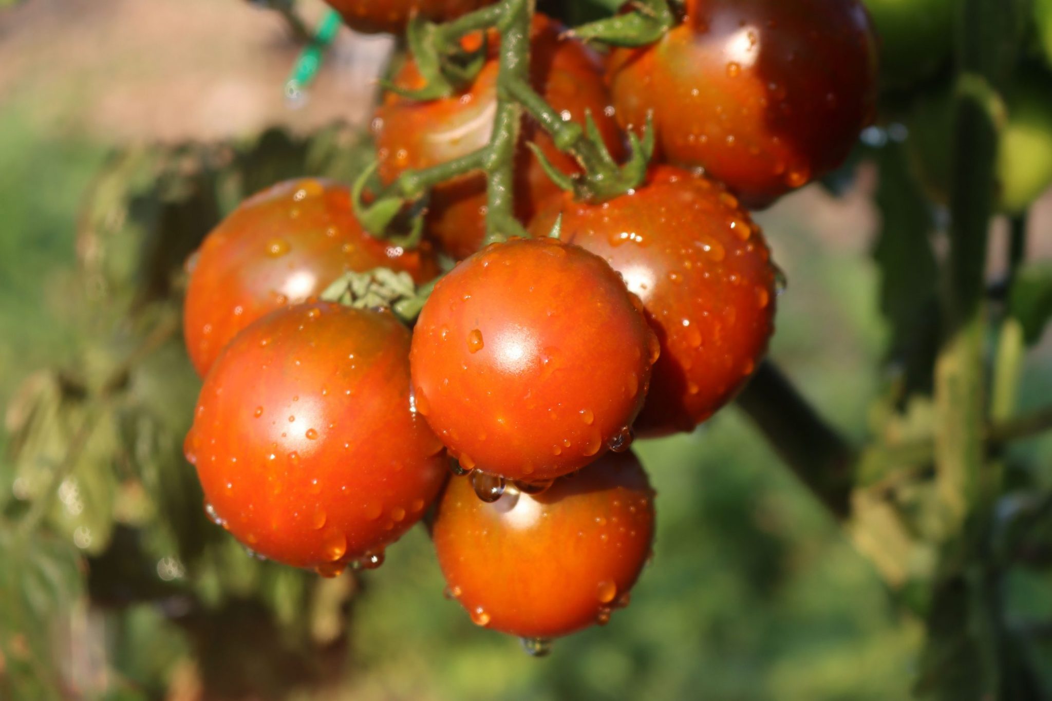 Pomodoro camone: proprietà e benefici | Ohga!
