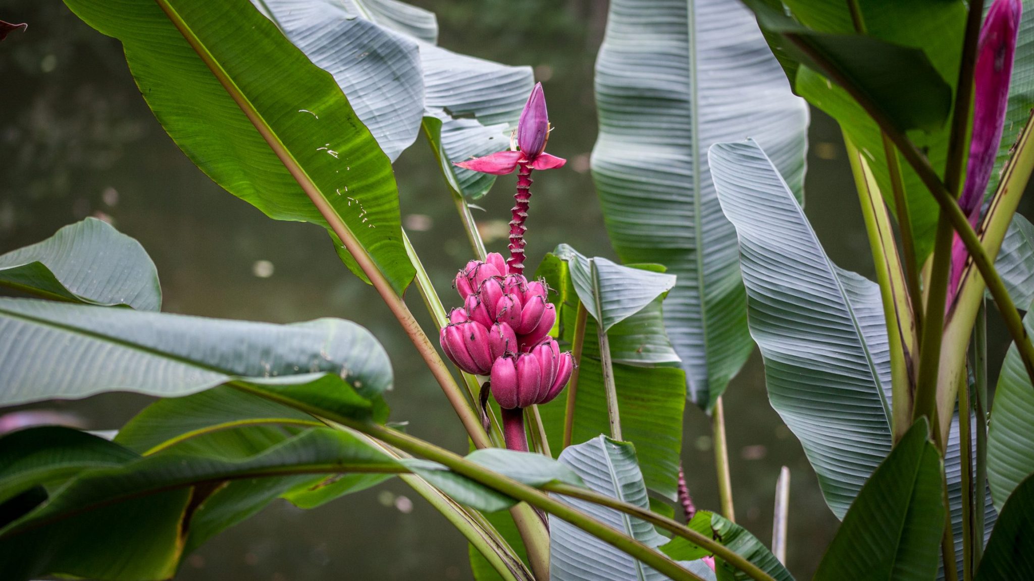 Banana rosa: origine e come si mangia | Ohga!