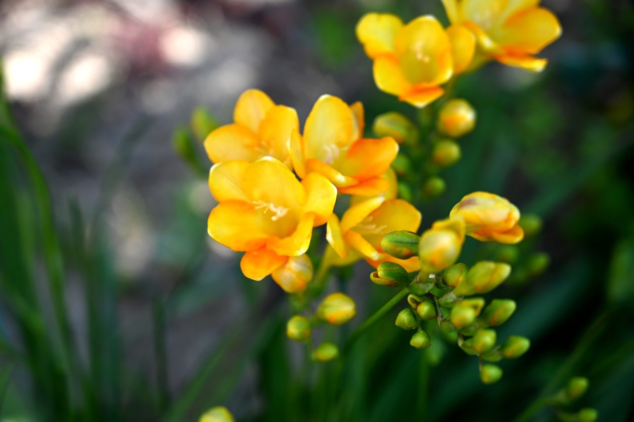 Fresia: significato e i consigli per coltivarla | Ohga!