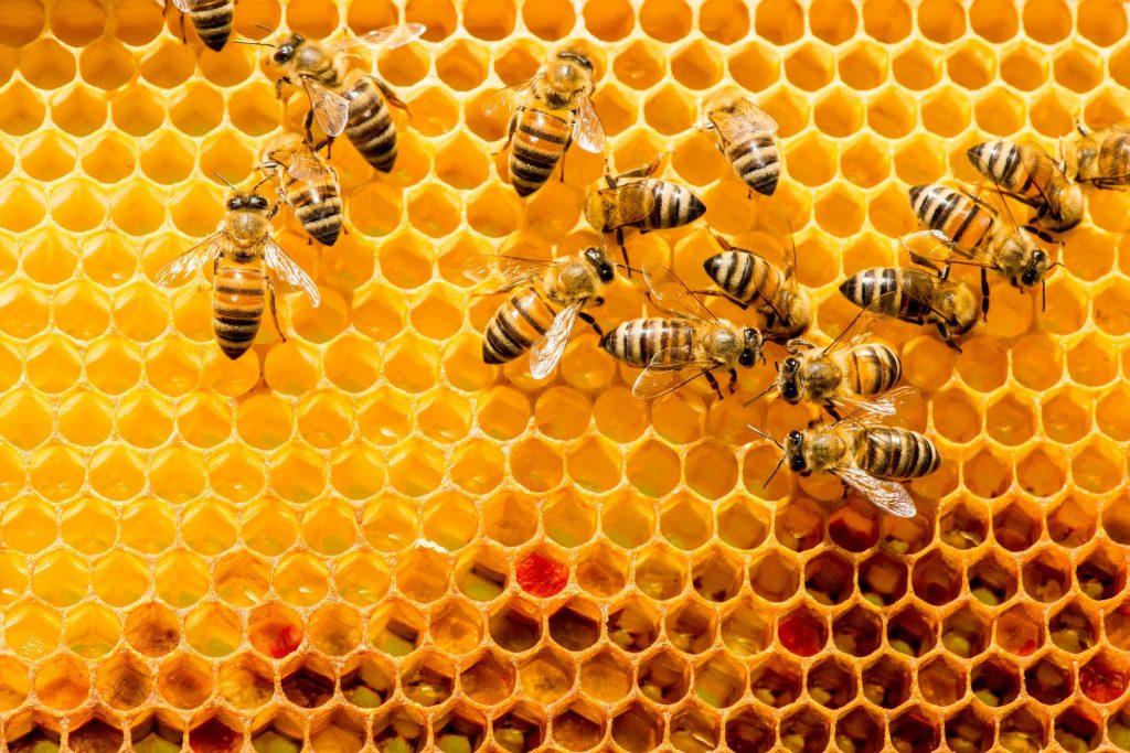 Come si diventa un Comune Amico delle api | Ohga!
