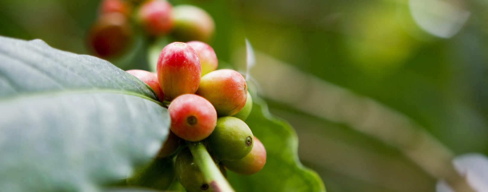 Pianta del caffè: coltivazione e come curarla | Ohga!