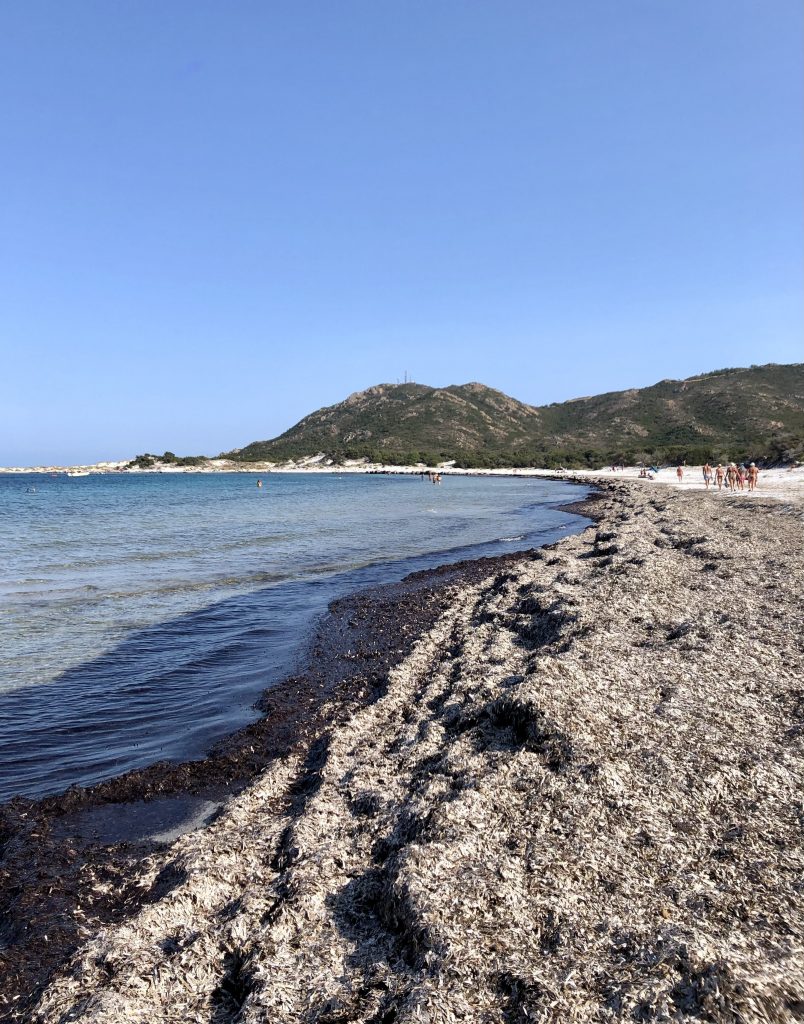 Posidonia Oceanica: cos'è, dove si trova e a cosa serve | Ohga!