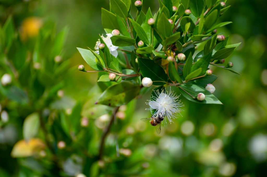 Mirto: come coltivare la pianta in vaso e gli utilizzi | Ohga!