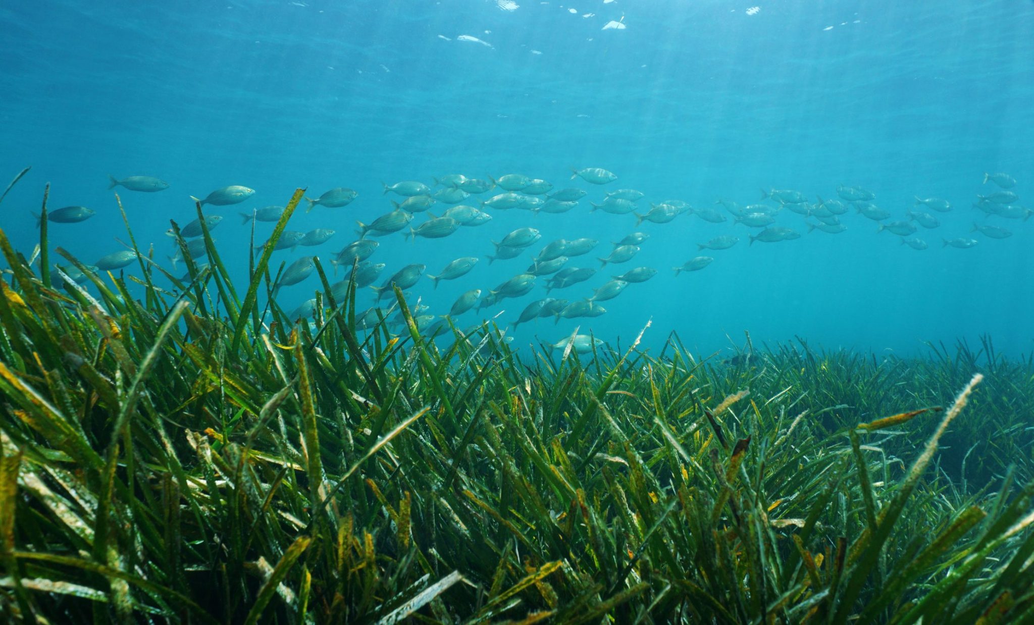 Posidonia Oceanica: cos'è, dove si trova e a cosa serve | Ohga!