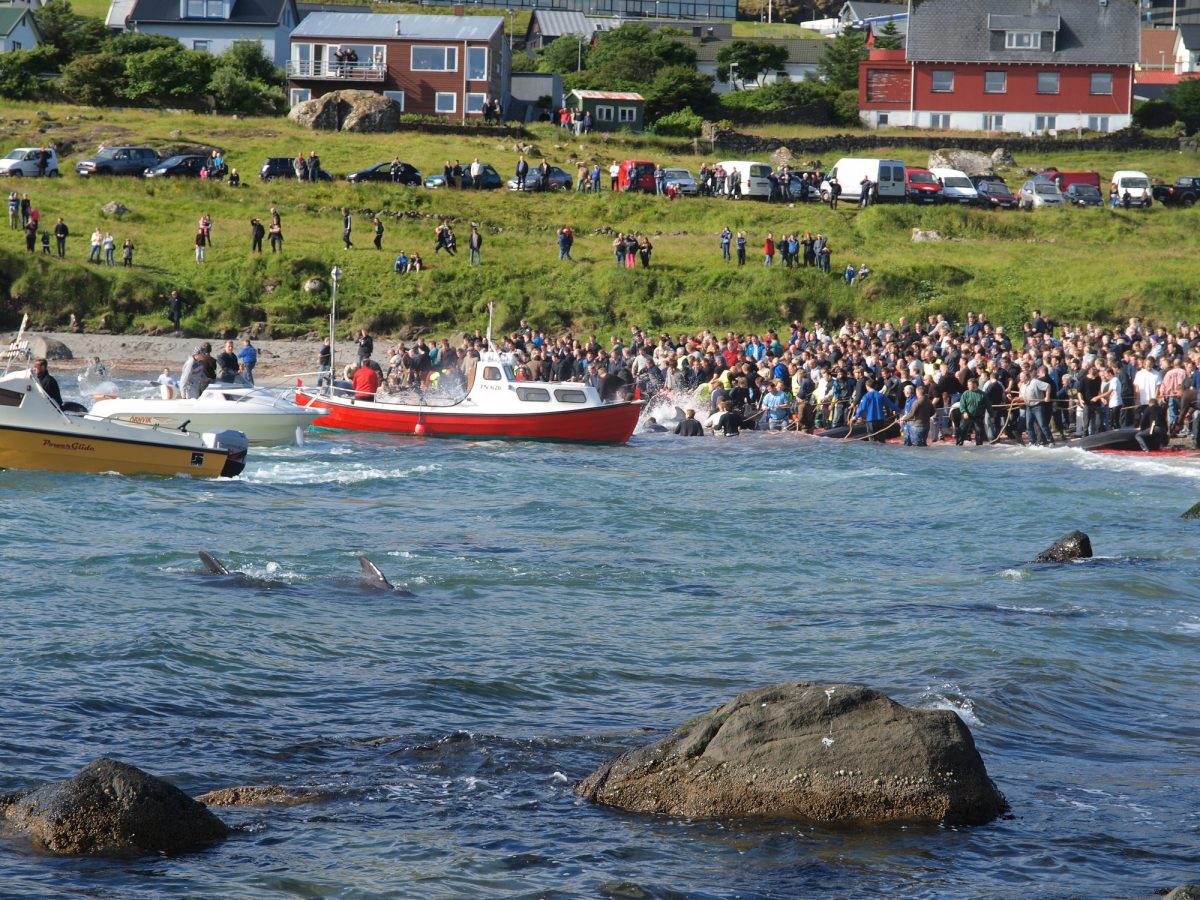 Grindadrap: cos'è e perché è una tradizione importante nelle Faroe | Ohga!