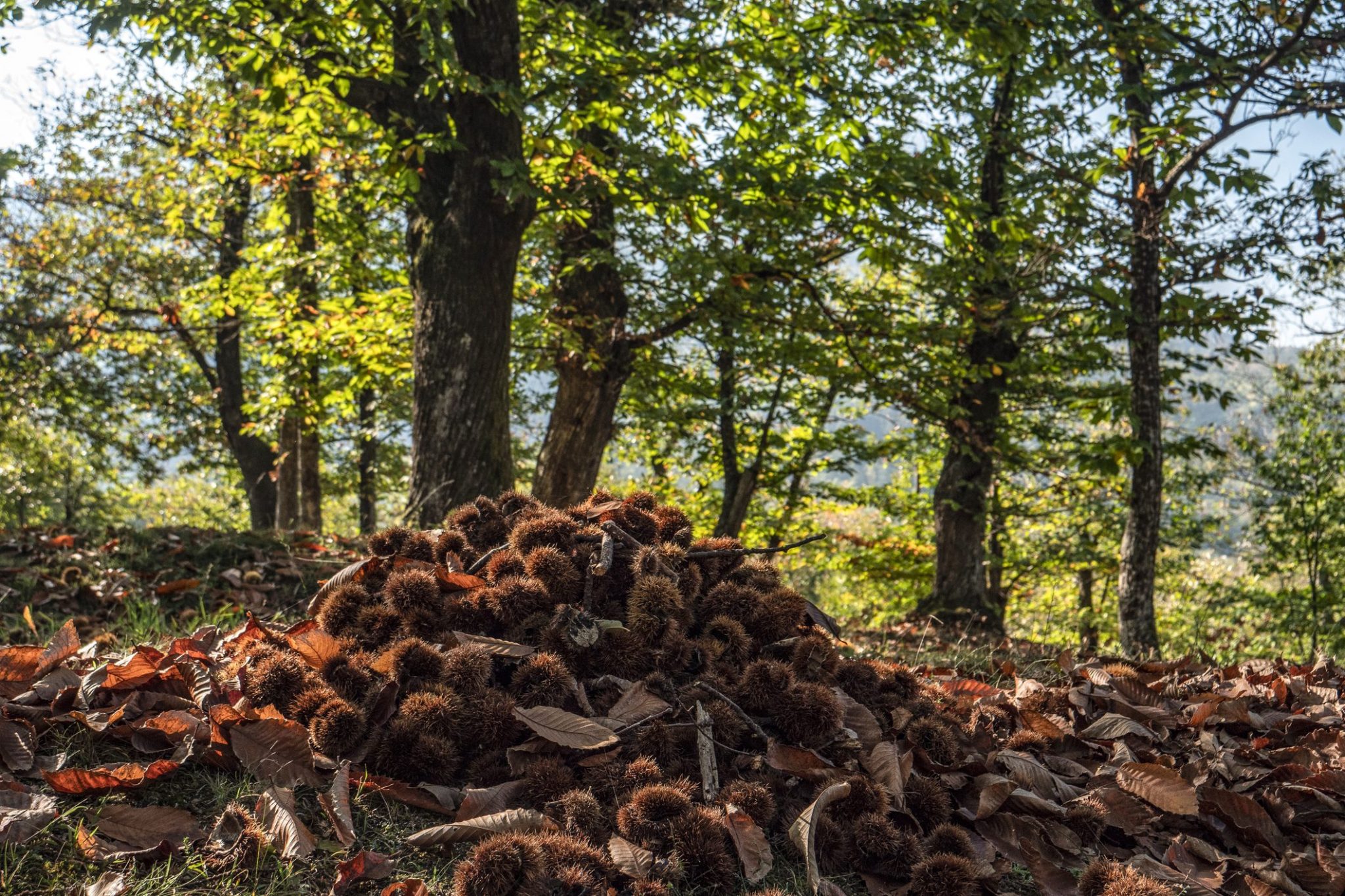 Dove raccogliere le castagne in Italia: i 10 migliori posti | Ohga!