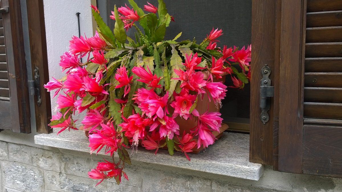 Come far fiorire il cactus di Natale | Ohga!