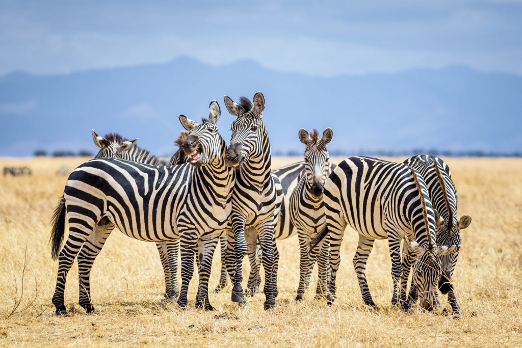 Zebra: caratteristiche, habitat e curiosità | Ohga!