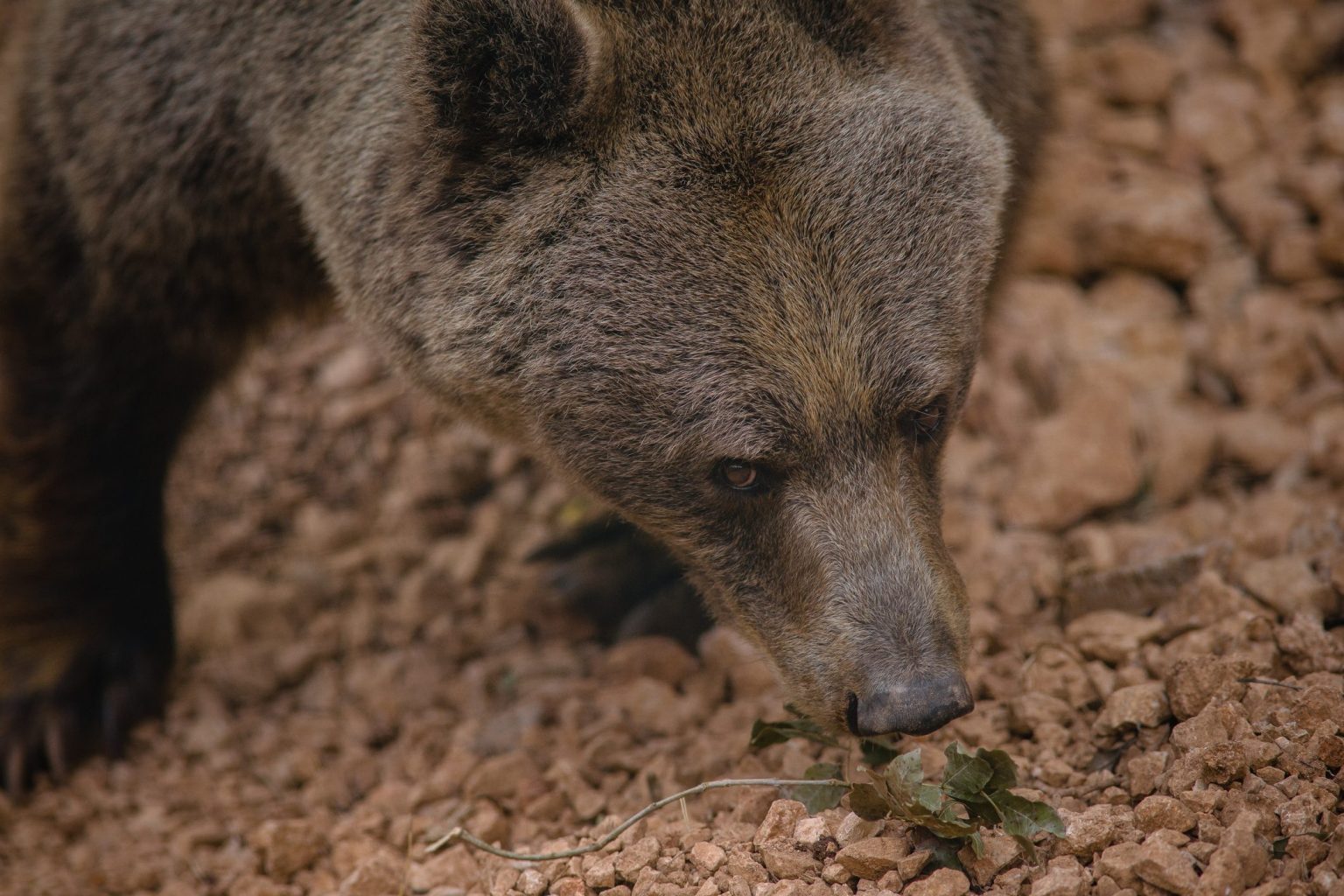 Orso bruno marsicano: dove vive, dimensioni e il rischio estinzione | Ohga!
